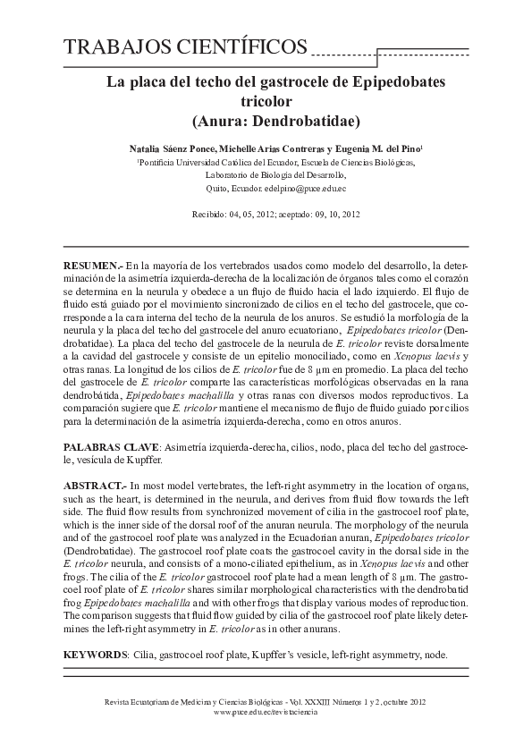 (PDF) La placa del techo del gastrocele de Epipedobates tricolor (Anura ...