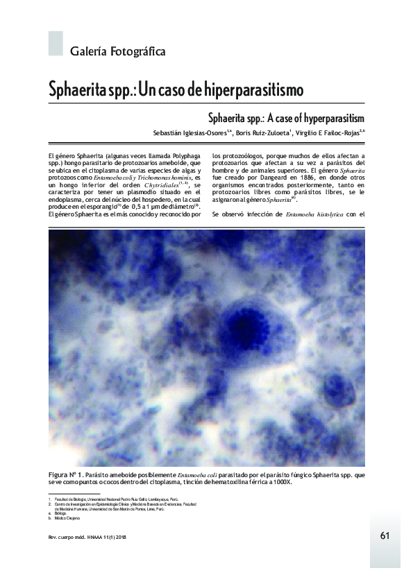 (PDF) Sphaerita spp.: Un caso de hiperparasitismo/Sphaerita spp.: A ...
