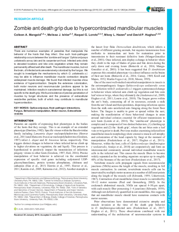 (PDF) Zombie ant death grip due to hypercontracted mandibular muscles