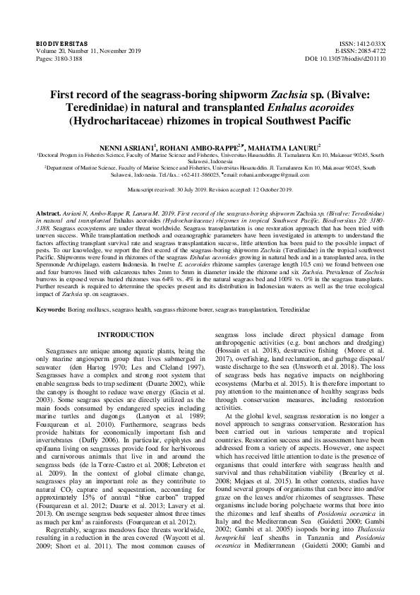 (PDF) First record of the seagrass-boring shipworm Zachsia sp. (Bivalve ...