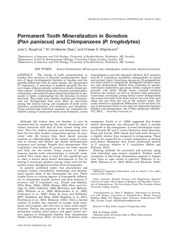 (PDF) Permanent tooth mineralization in bonobos ( Pan paniscus ) and ...