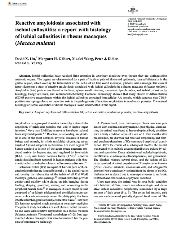 (PDF) Reactive amyloidosis associated with ischial callosititis: a ...