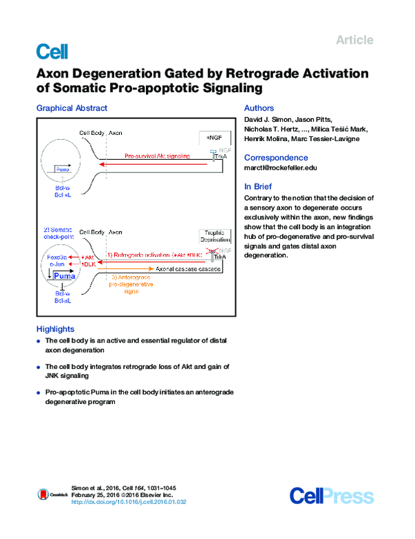 (PDF) Axon Degeneration Gated by Retrograde Activation of Somatic Pro ...