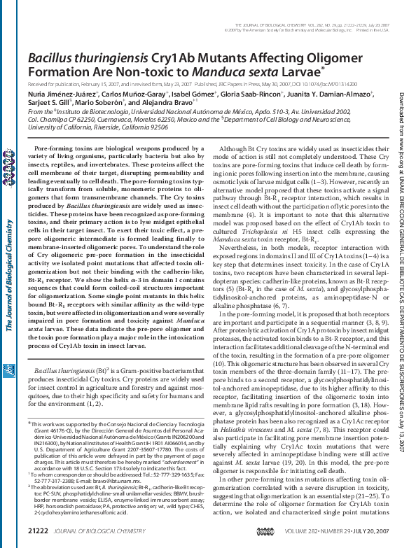 (PDF) Bacillus thuringiensis Cry1Ab mutants affecting oligomer formation are non-toxic to ...
