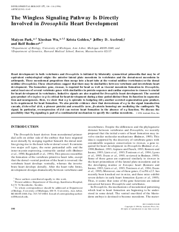 (PDF) The Wingless Signaling Pathway Is Directly Involved ...