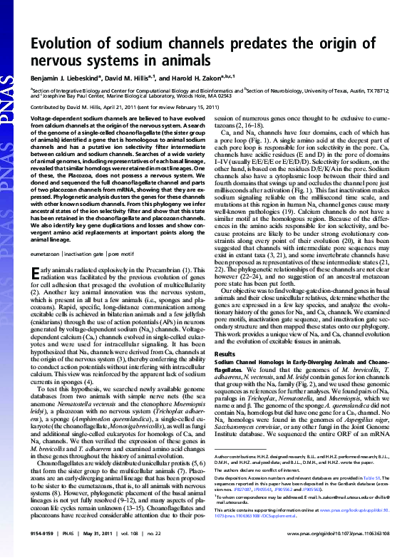 (PDF) Evolution of sodium channels predates the origin of nervous ...