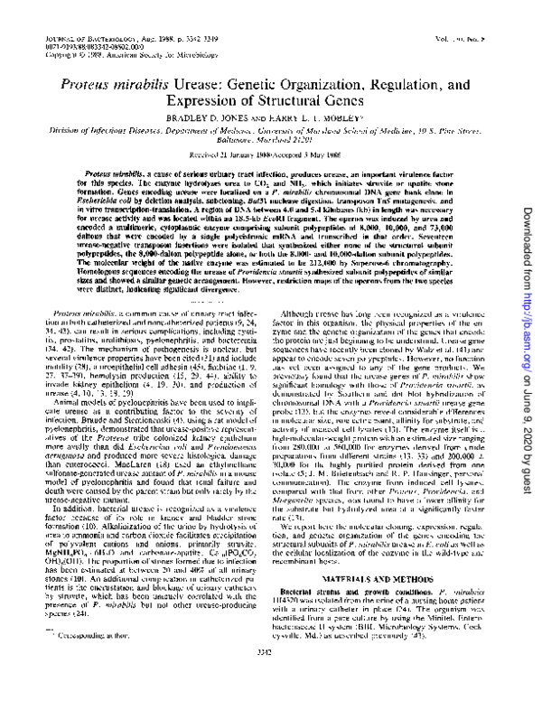 (PDF) Proteus mirabilis urease: genetic organization, regulation, and ...