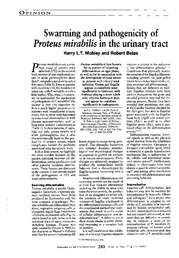 (PDF) Swarming and pathogenicity of Proteus mirabilis in the urinary tract