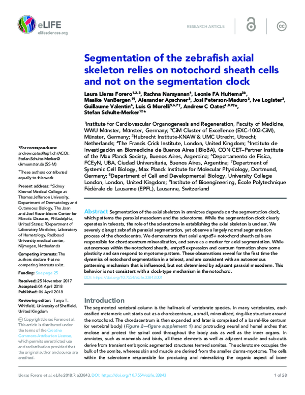 (PDF) Segmentation of the zebrafish axial skeleton relies on notochord ...