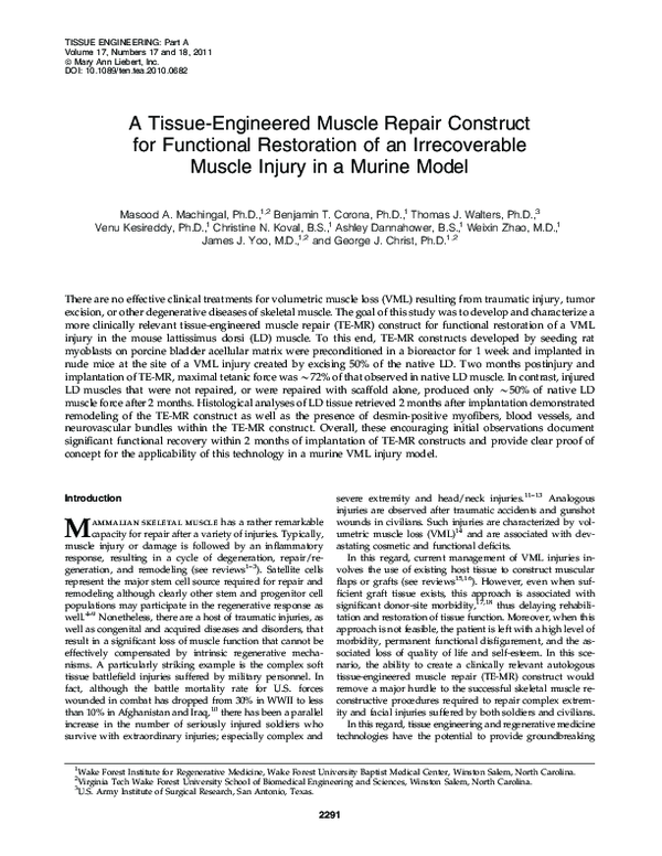 (PDF) Tissue-Engineered Muscle Constructs for VML