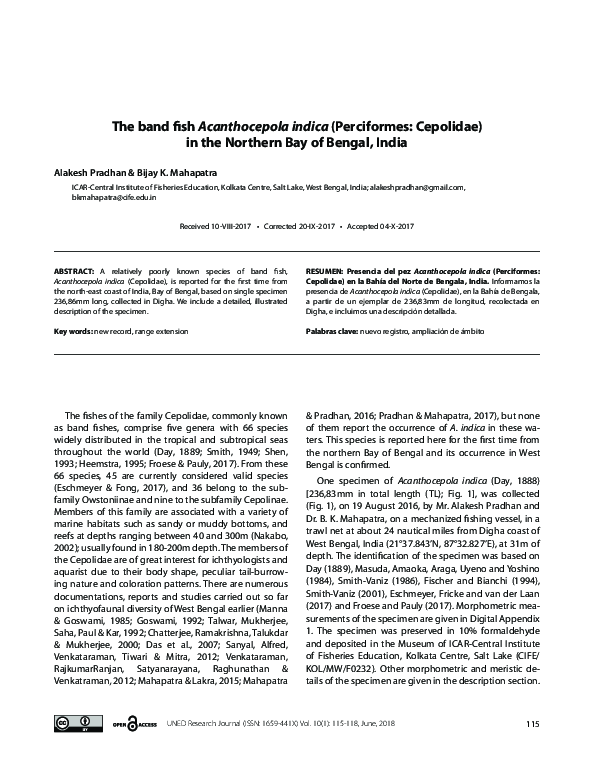(PDF) The band fish Acanthocepola indica (Perciformes: Cepolidae) in ...
