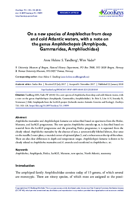 (PDF) Two new Mediterranean Stenothoe (Crustacea, Amphipoda) from the coast of Israel | Sabrina ...