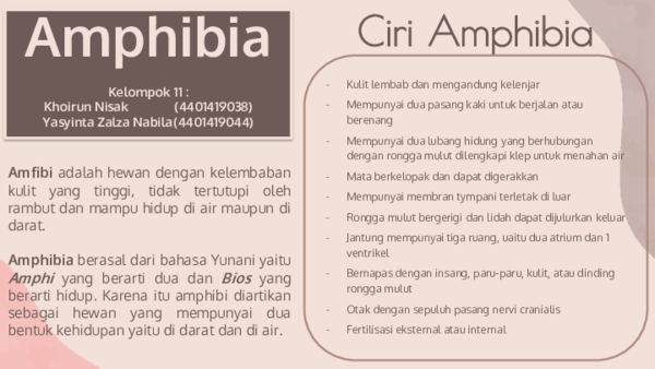 (PDF) Kelompok 11 Amphibia Taksonomi Hewan
