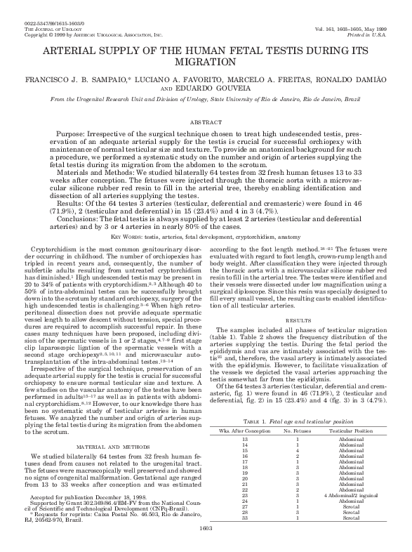 (PDF) Arterial supply of the human fetal testis during its migration
