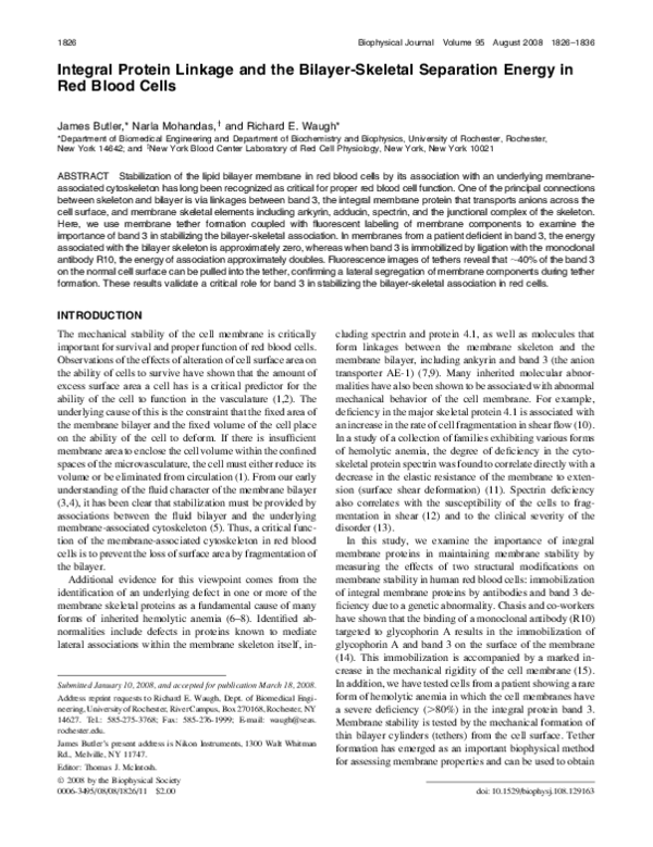 (PDF) Integral Protein Linkage and the Bilayer-Skeletal Separation ...