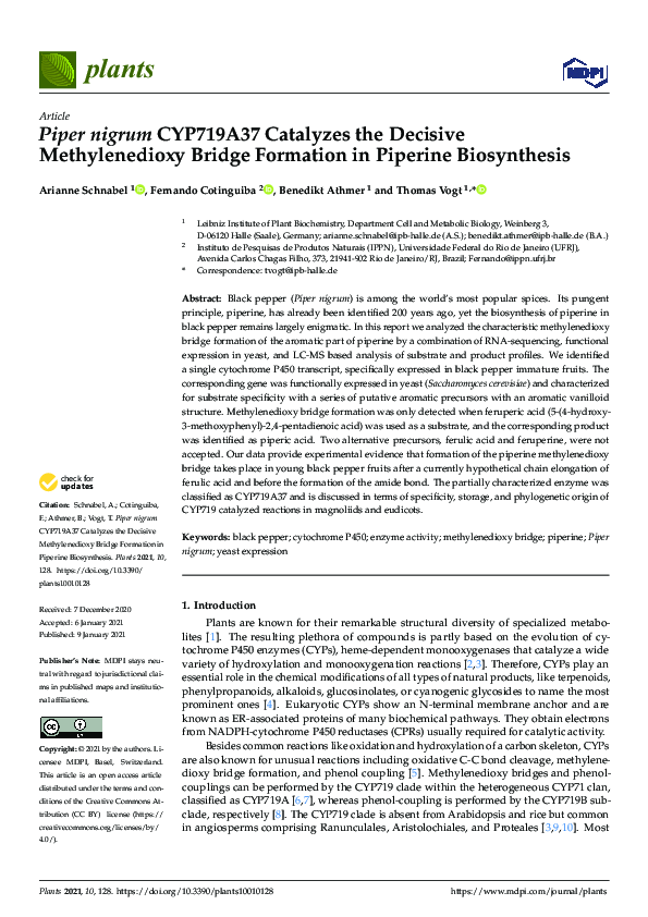 (PDF) Piper nigrum CYP719A37 Catalyzes the Decisive Methylenedioxy ...
