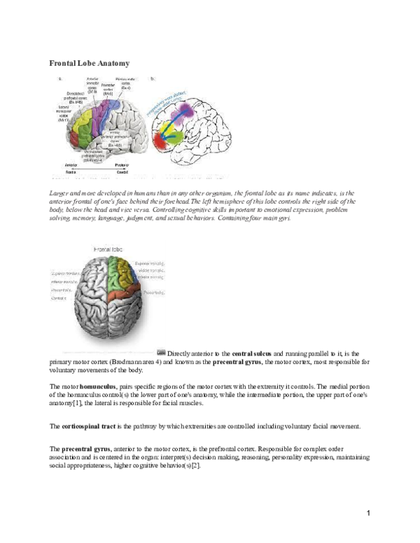(PDF) Frontal Lobe Anatomy