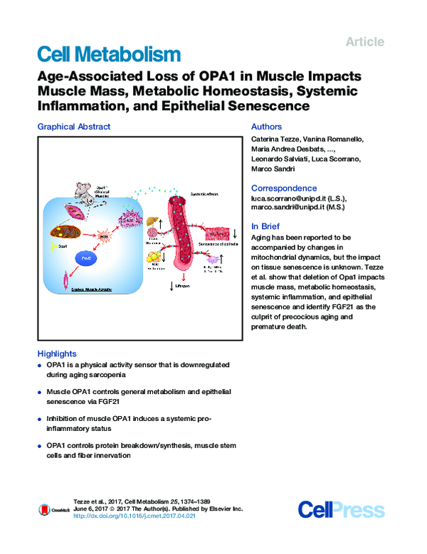 (PDF) Age-Associated Loss of OPA1 in Muscle Impacts Muscle Mass ...