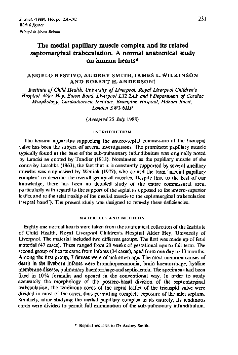 (PDF) The medial papillary muscle complex and its related septomarginal ...