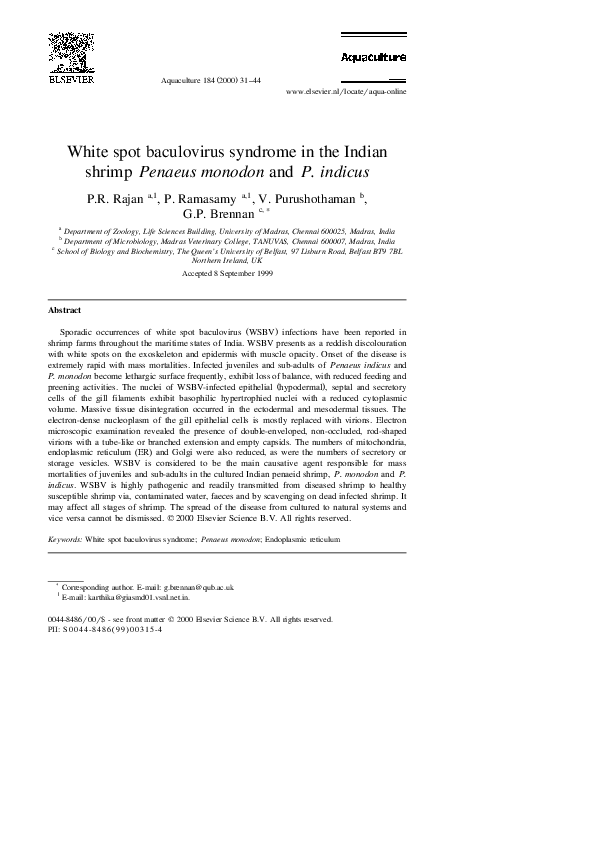 (PDF) White spot baculovirus syndrome in the Indian shrimp Penaeus ...