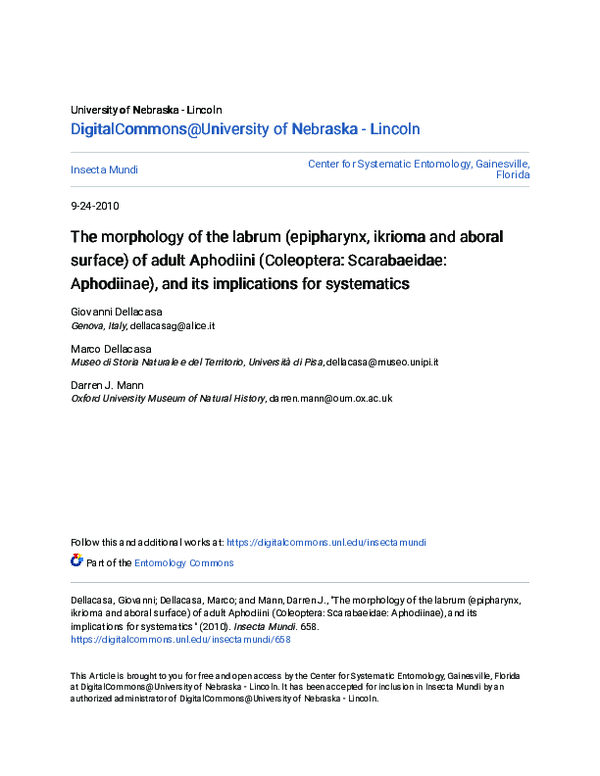 (PDF) The morphology of the labrum (epipharynx, ikrioma and aboral ...