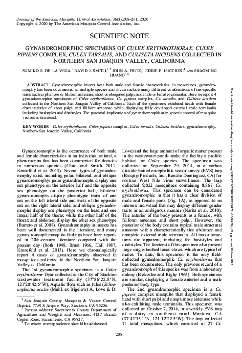 (PDF) Gynandromorphic Specimens of Culex erythrothorax, Culex pipiens ...