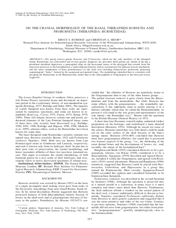 (PDF) On the cranial morphology of the basal therapsids Burnetia and ...