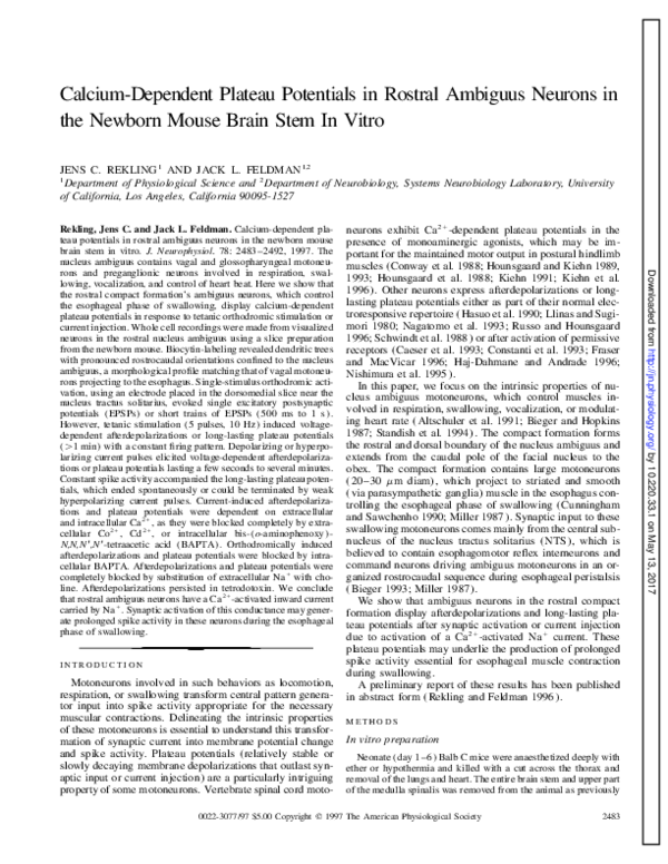 (PDF) Calcium-dependent plateau potentials in rostral ambiguus neurons ...