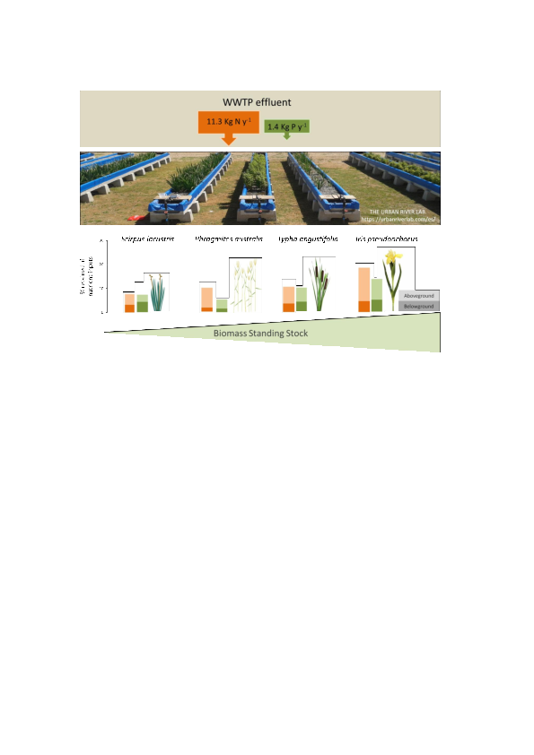 (PDF) The role of helophyte species on nitrogen and phosphorus ...