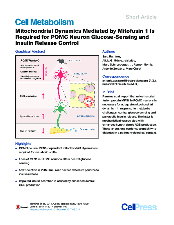 (PDF) Mitochondrial Dynamics Mediated by Mitofusin 1 Is Required for ...