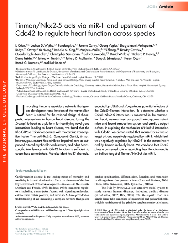 (PDF) Tinman/Nkx2-5 acts via miR-1 and upstream of Cdc42 to regulate ...