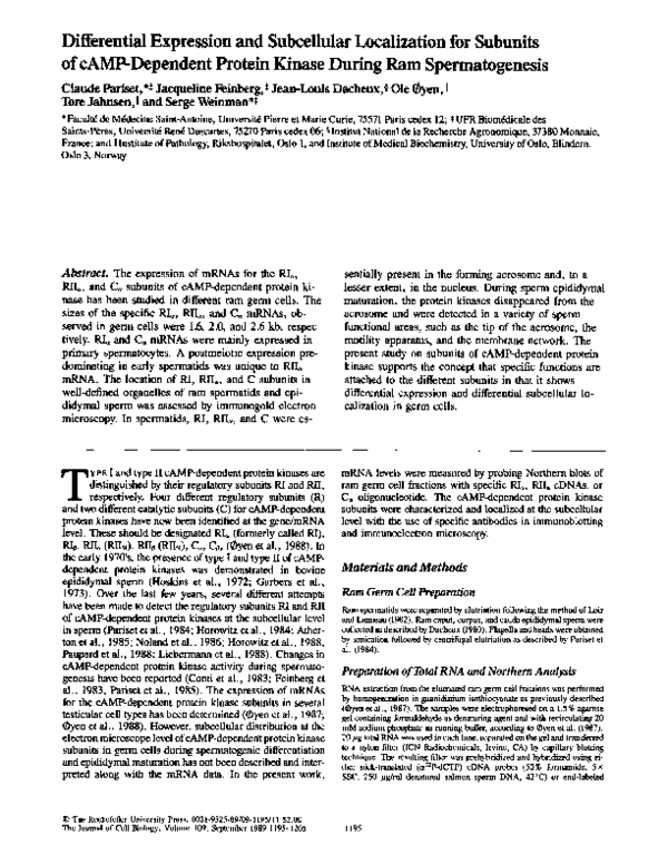 (PDF) Differential Expression and Subcellular Localization of Protein Kinase C Isoforms in ...