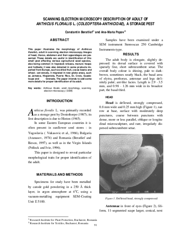 (PDF) Scanning Electron Microscopy Description of Adult of Anthicus ...