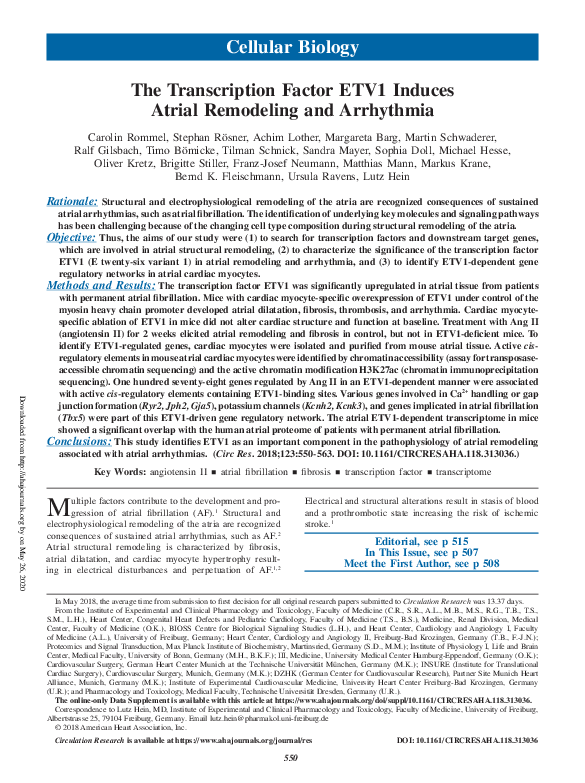 (PDF) The Transcription Factor ETV1 Induces Atrial Remodeling and Arrhythmia | Ralf Gilsbach ...