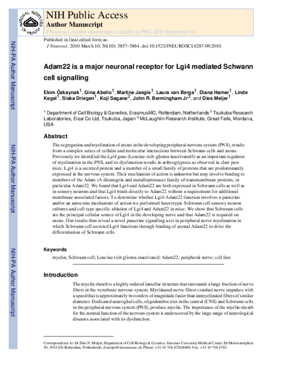 (PDF) Adam22 Is a Major Neuronal Receptor for Lgi4-Mediated Schwann ...