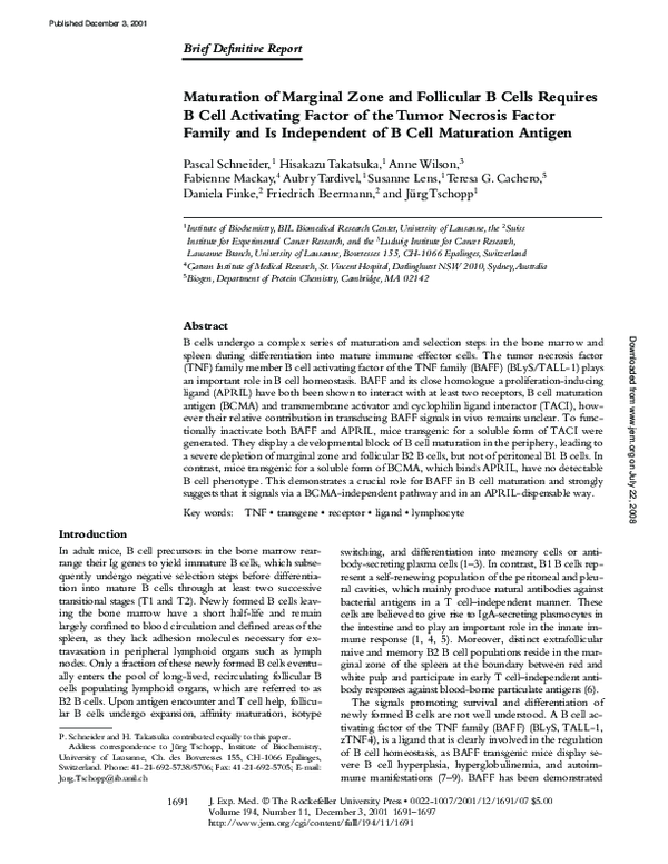 (PDF) Maturation of Marginal Zone and Follicular B Cells Requires B ...