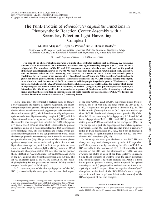 (PDF) The PuhB Protein of Rhodobacter capsulatus Functions in ...