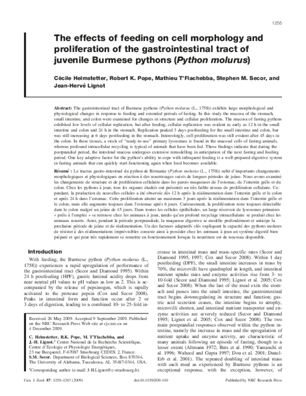 (PDF) The effects of feeding on cell morphology and proliferation of ...
