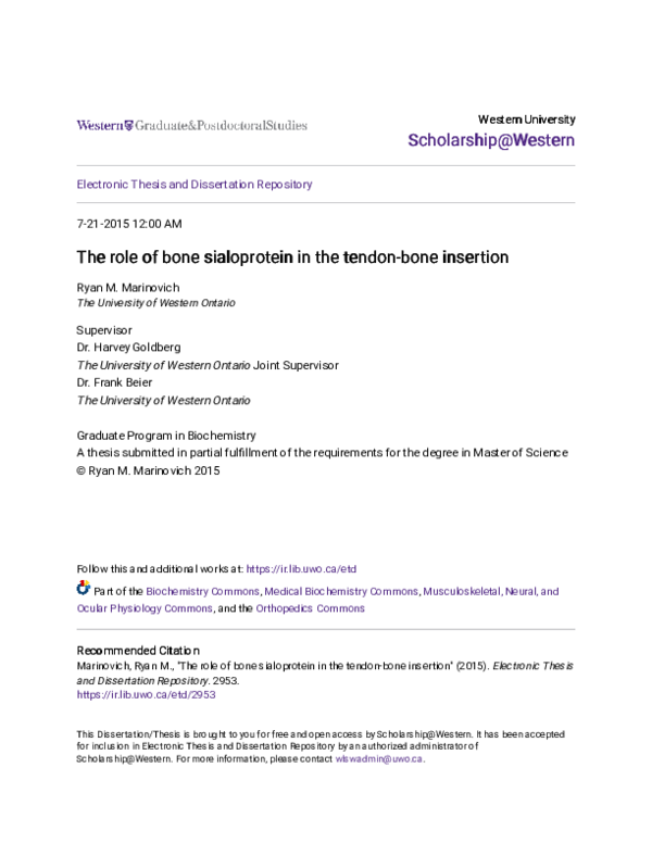 (PDF) The role of bone sialoprotein in the tendon-bone insertion | Amin ...