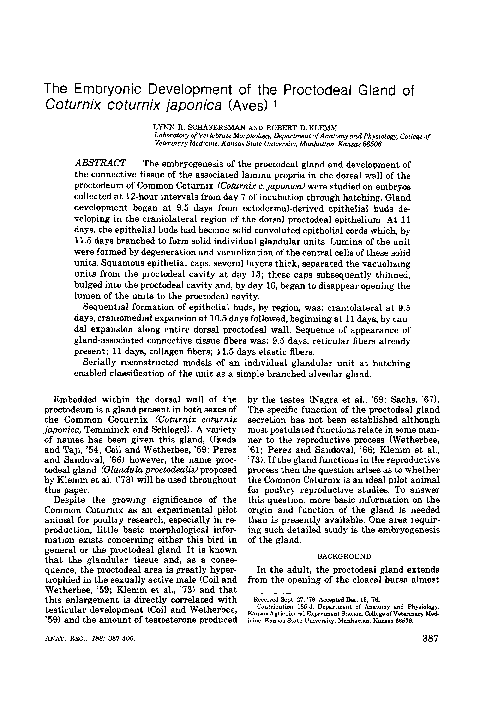 (PDF) The embryonic development of the proctodeal gland ofCoturnix ...