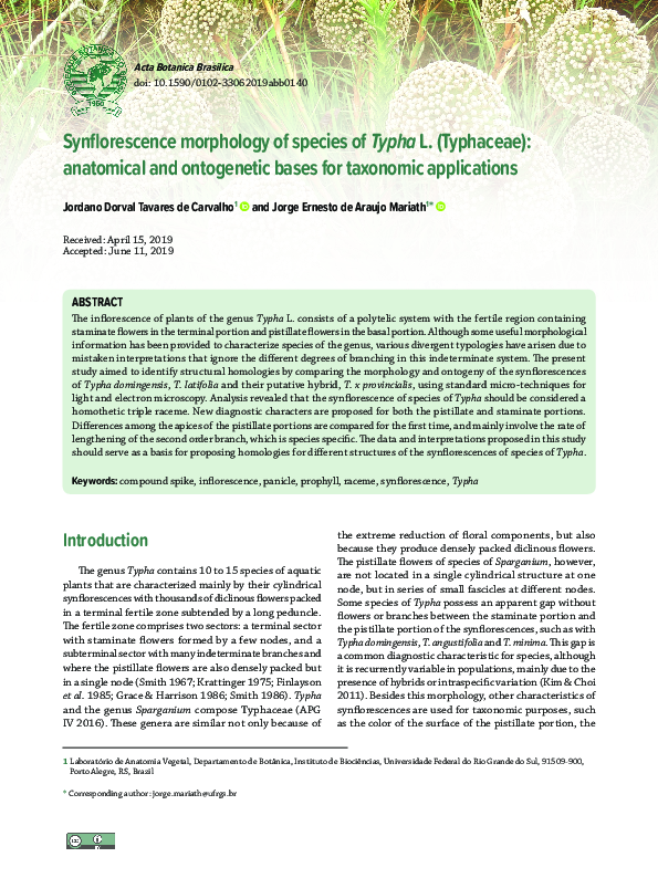 (PDF) Synflorescence morphology of species of Typha L. (Typhaceae ...