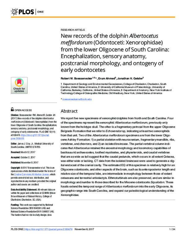 (PDF) New records of the dolphin Albertocetus meffordorum (Odontoceti ...