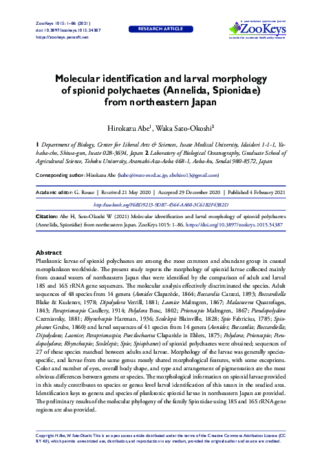 (PDF) Molecular identification and larval morphology of spionid ...