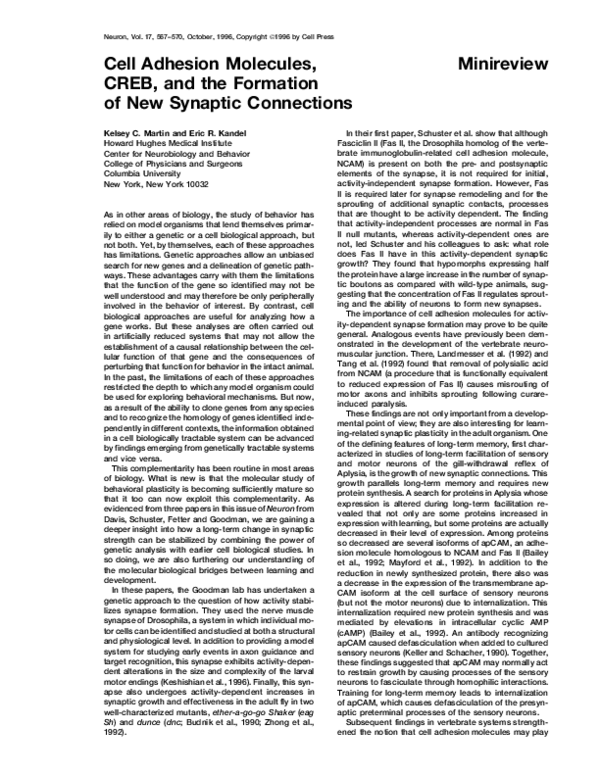 (PDF) Cell Adhesion Molecules, CREB, and the Formation of New Synaptic ...