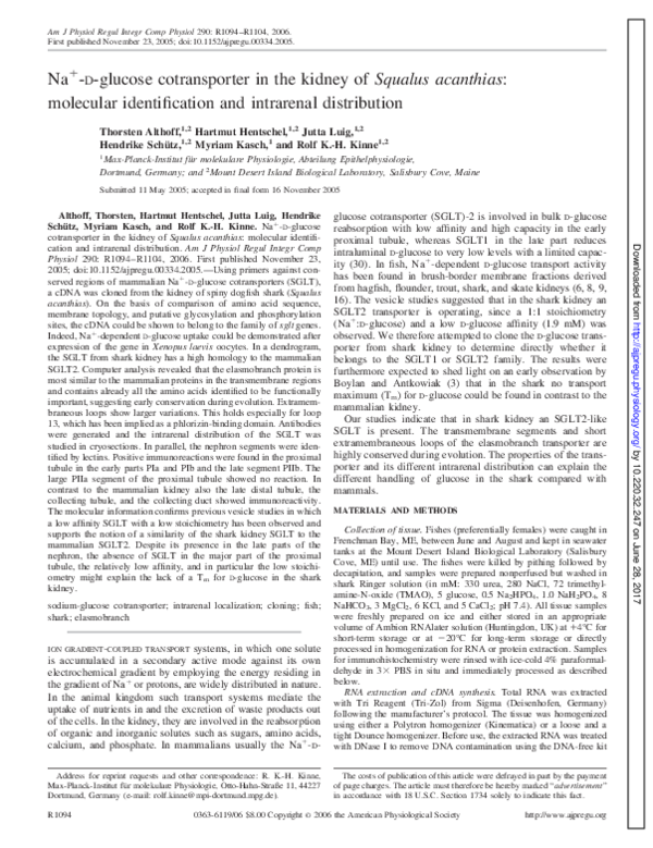(PDF) Na+-D-glucose cotransporter in the kidney of Squalus acanthias ...
