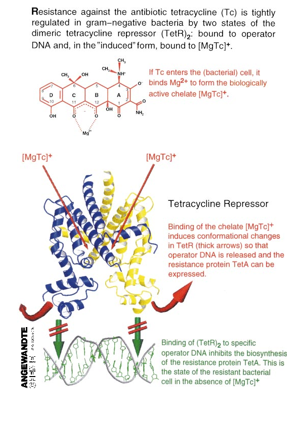 (PDF) The Tetracycline Repressor—A Paradigm for a Biological Switch