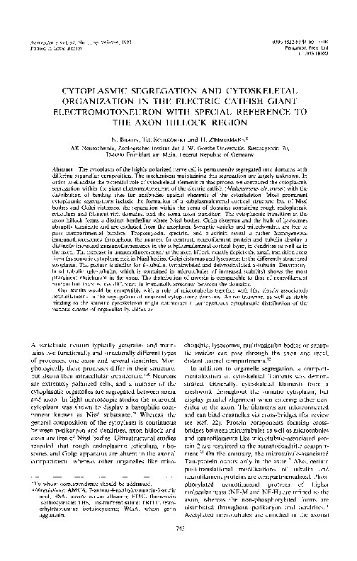 (PDF) Cytoplasmic segregation and cytoskeletal organization in the ...