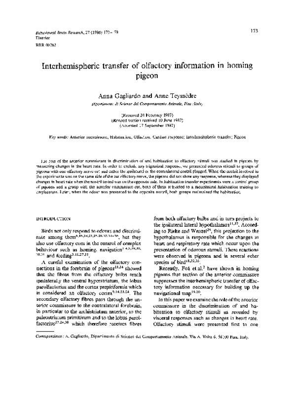 (PDF) Interhemispheric transfer of olfactory information in homing pigeon