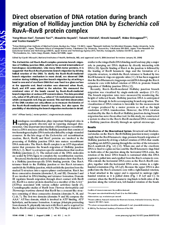 (PDF) Direct observation of DNA rotation during branch migration of ...