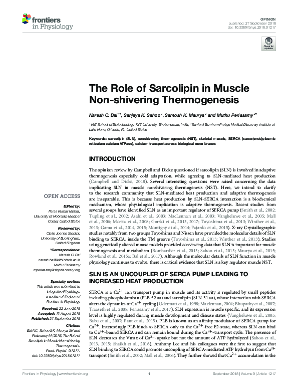 (PDF) The Role of Sarcolipin in Muscle Non-shivering Thermogenesis